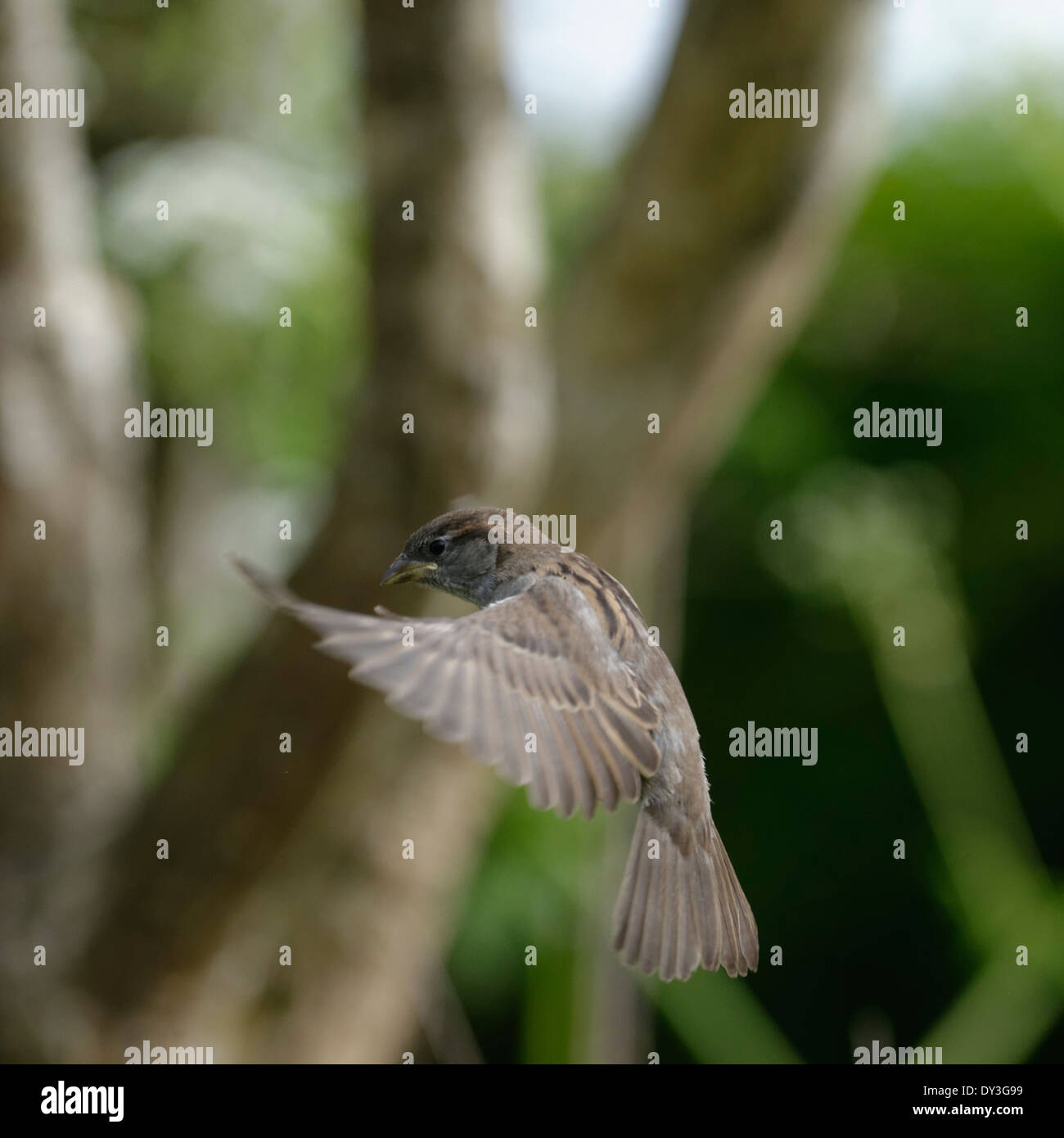Welsh Garden Birds : Sparrow in flight Stock Photo - Alamy