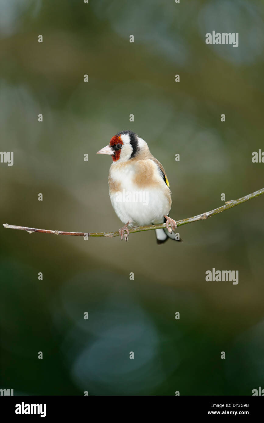 Welsh Garden Birds: A solitary perching goldfinch Stock Photo - Alamy