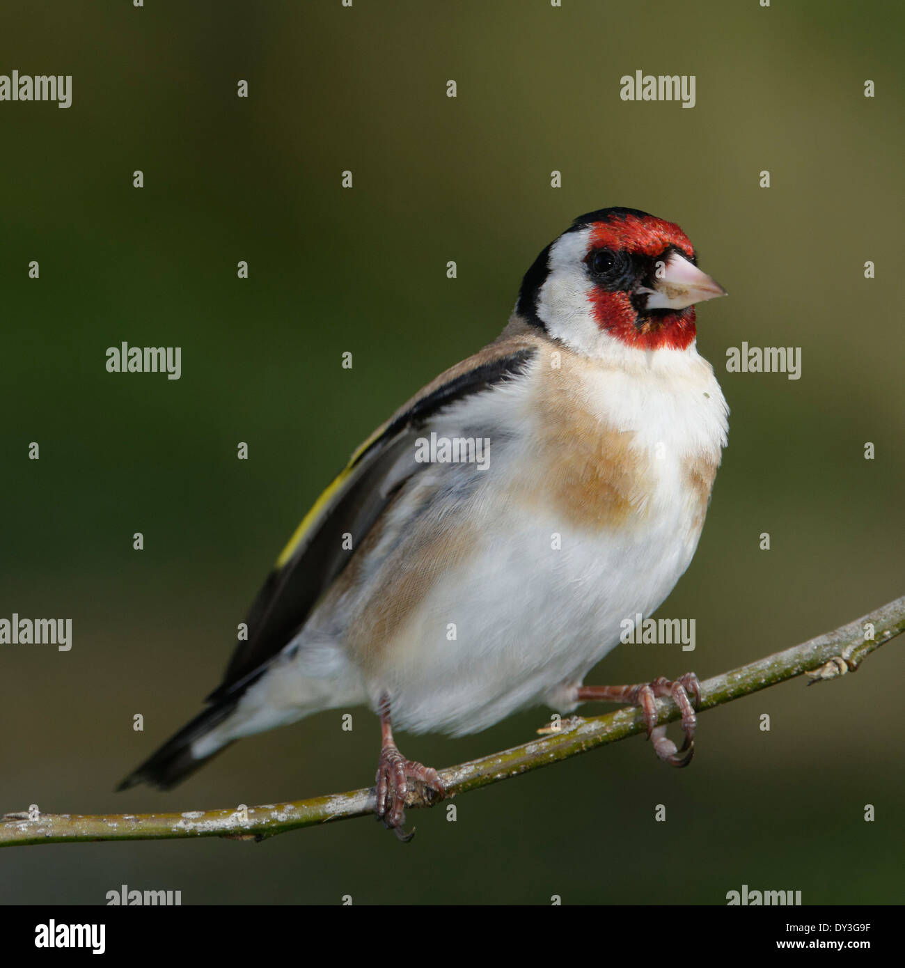 Welsh Garden Birds: A solitary perching goldfinch Stock Photo - Alamy