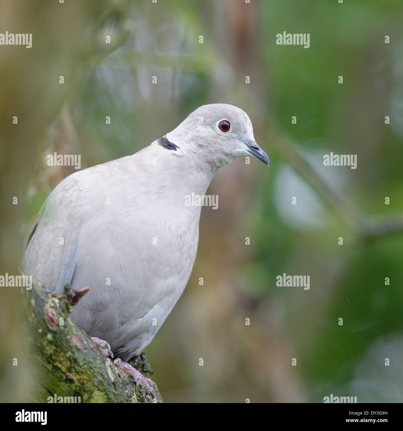 Welsh Garden Birds : Collared dove watching a bird feeder for an ...