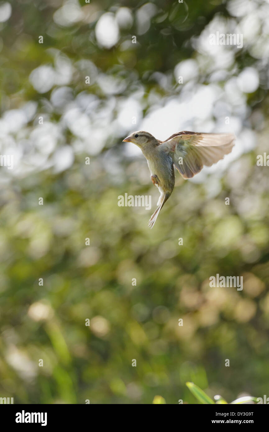 Welsh Garden Birds : Sparrow in flight Stock Photo - Alamy