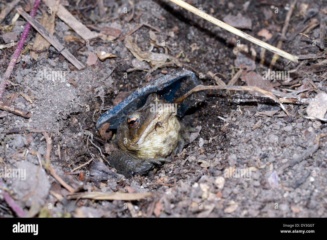 Toad in the hole hi-res stock photography and images - Alamy