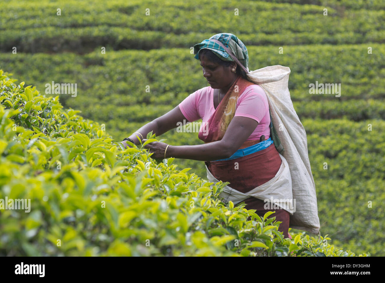 Labookellie tea plantation hi-res stock photography and images - Alamy