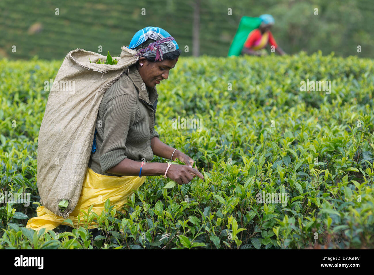 Nuwara Eliya, Sri Lanka. Tea pickers at the Mackwoods Labookellie Tea ...
