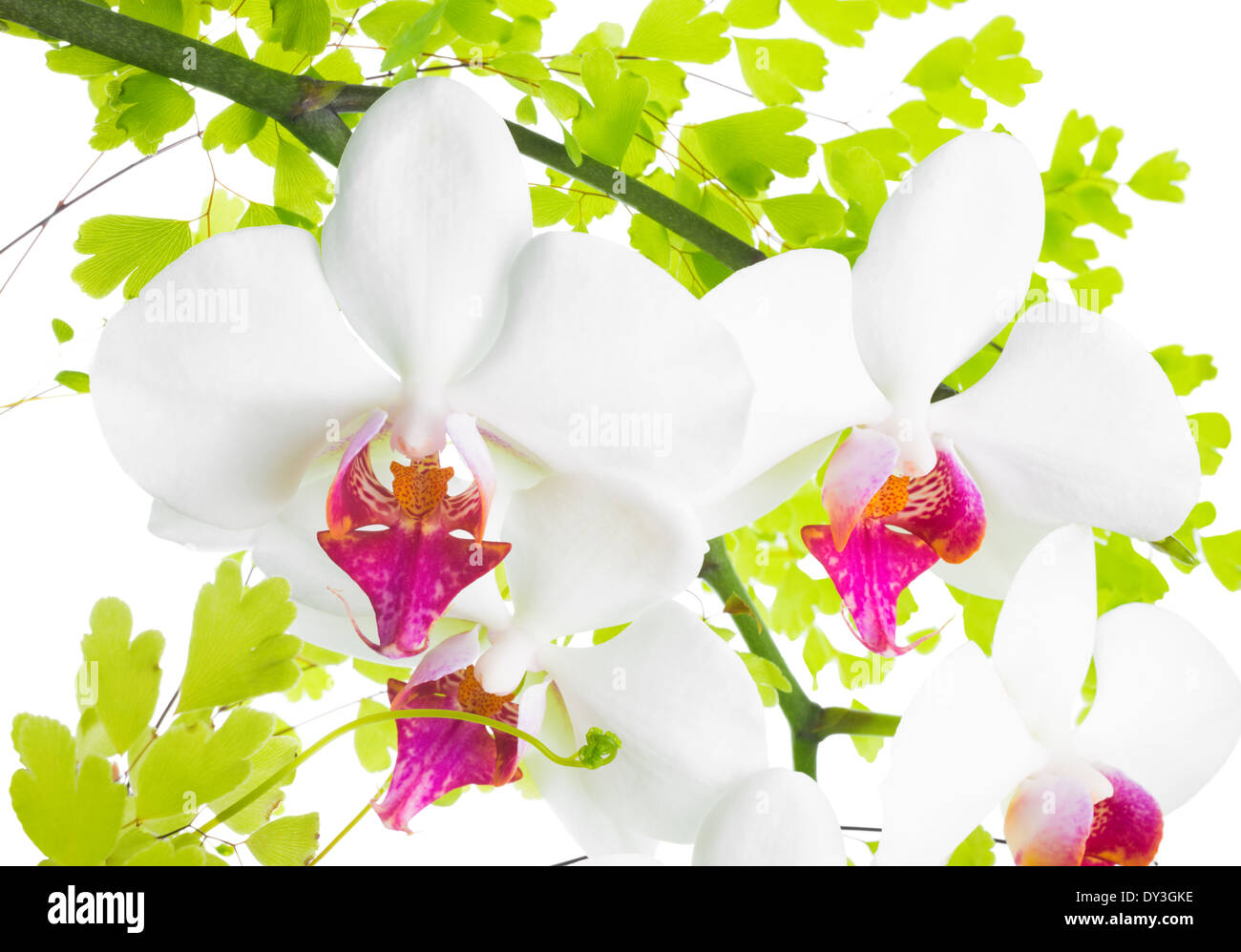 branches of an orchid and fern are isolated on white a background Stock ...