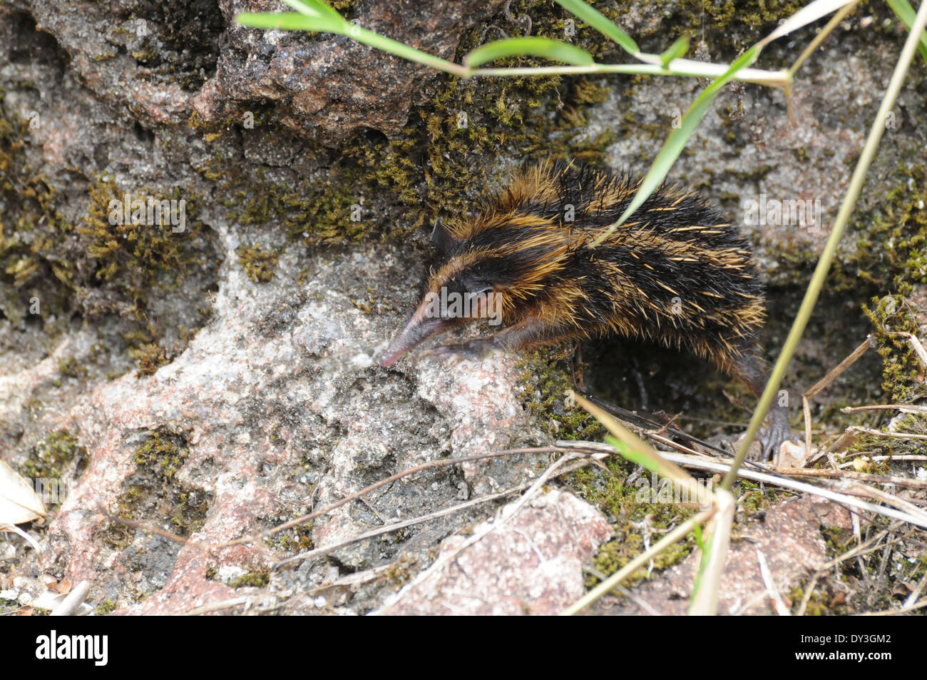 Lowland streaked tenrec (Hemicentetes semispinosus Stock Photo - Alamy