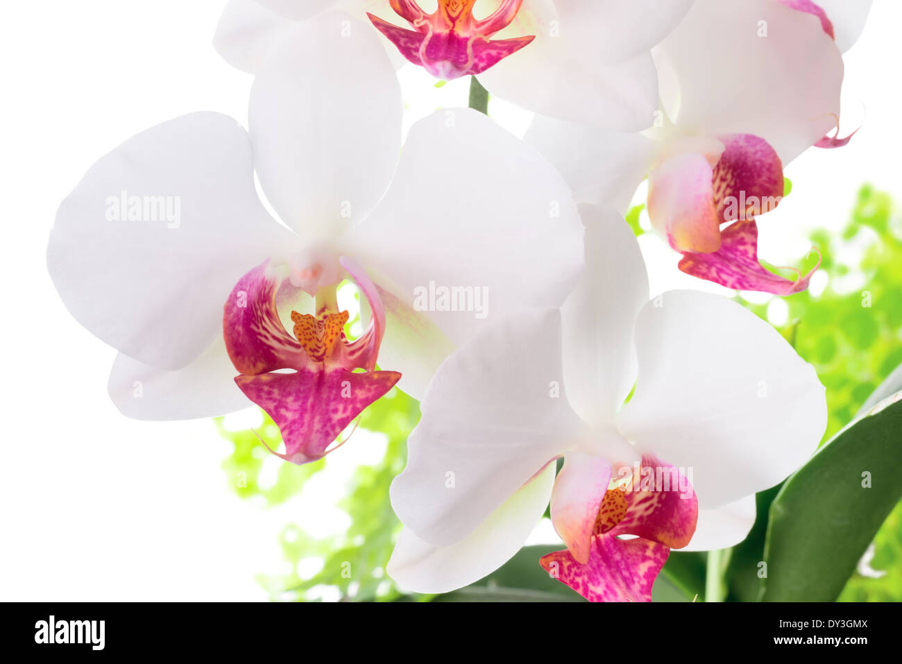 red and white orchid with leaves fern, isolated on white background ...