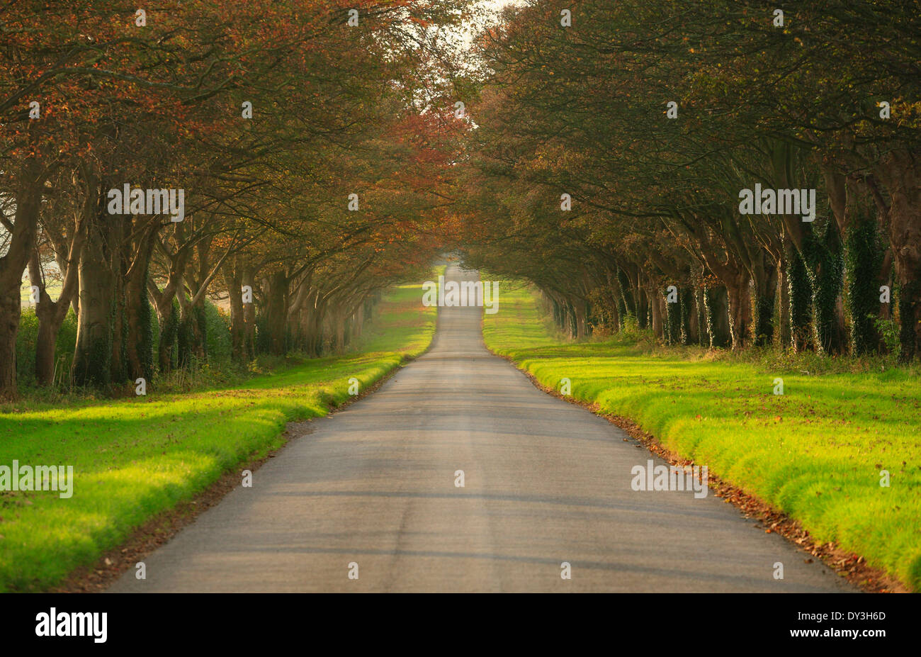 Long staight road at Anmer in Norfolk Stock Photo - Alamy