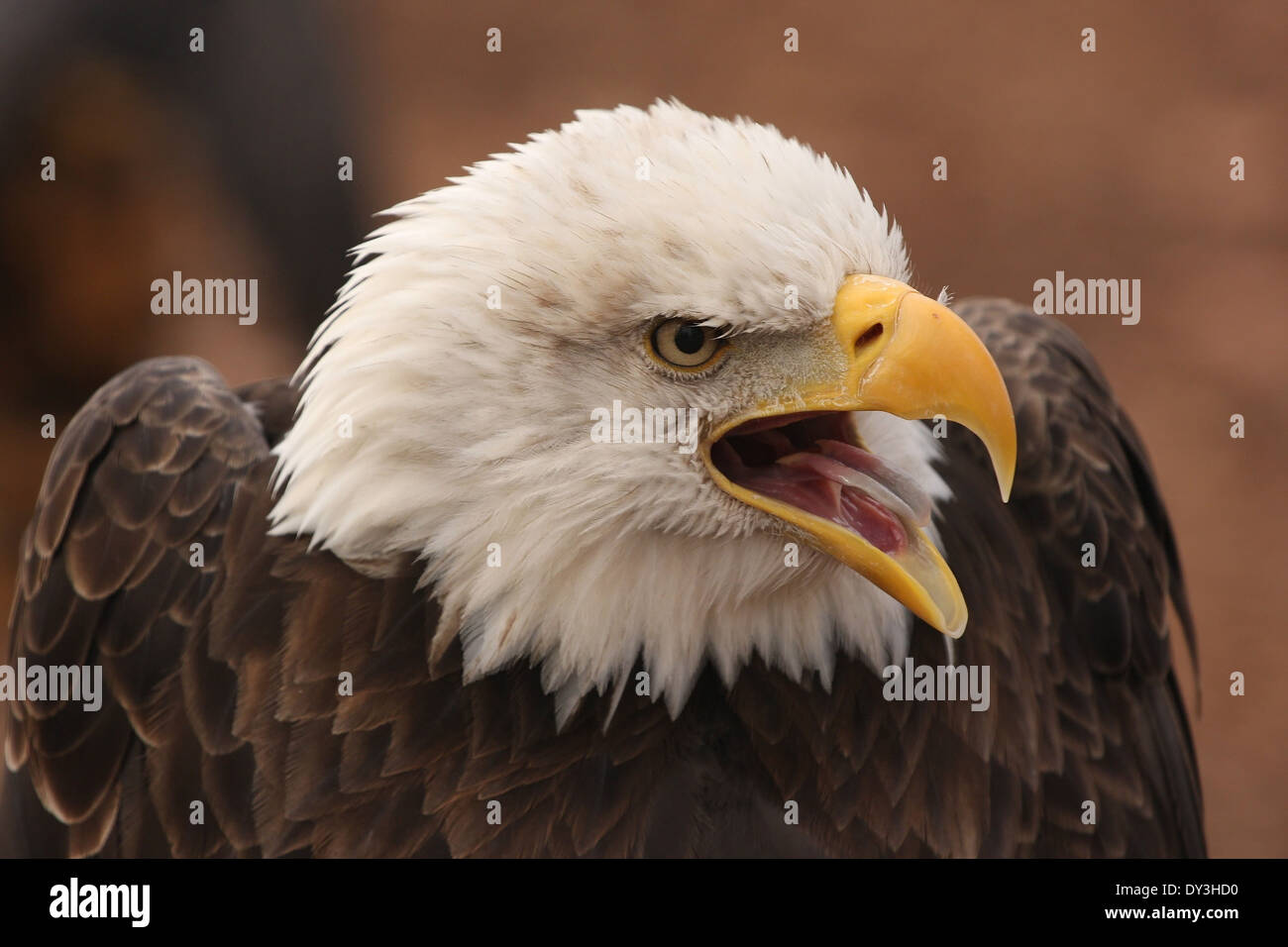 Screaming Bald Eagle Stock Photo - Alamy