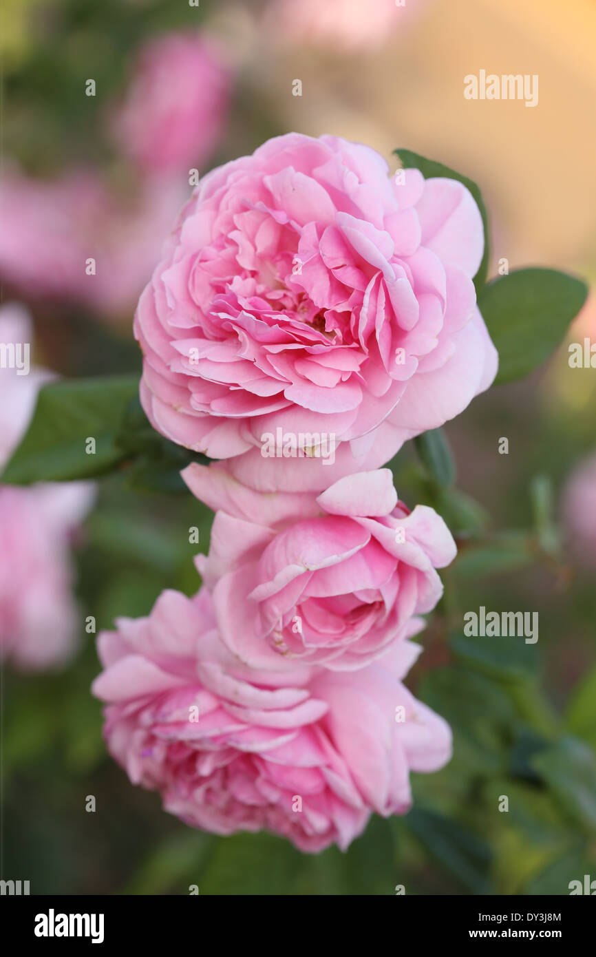 close up of pink rose flower in plant Stock Photo - Alamy