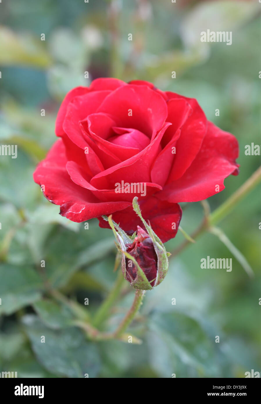 close up of red rose flower in plant Stock Photo - Alamy