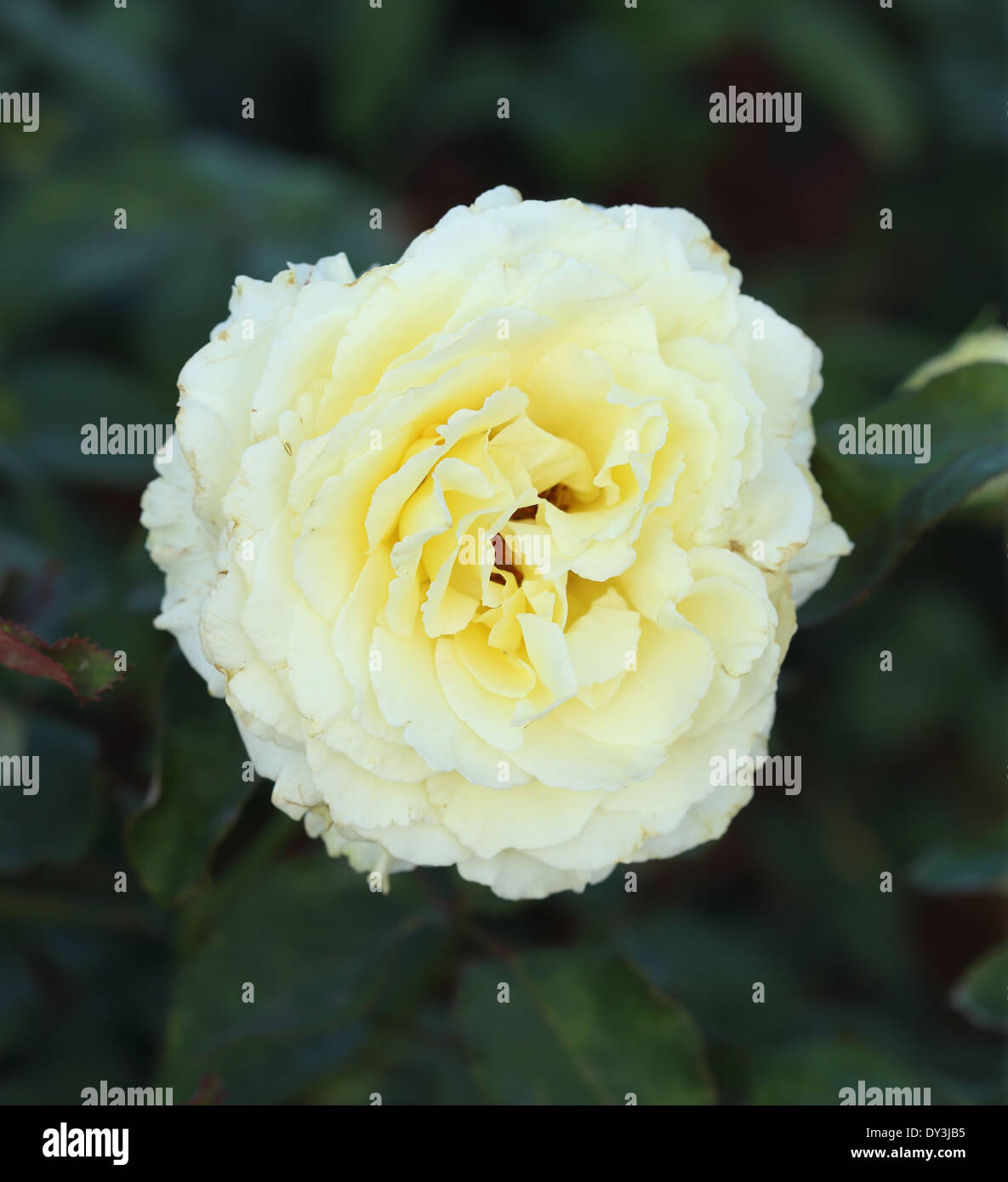 close up of white rose flower in plant Stock Photo - Alamy