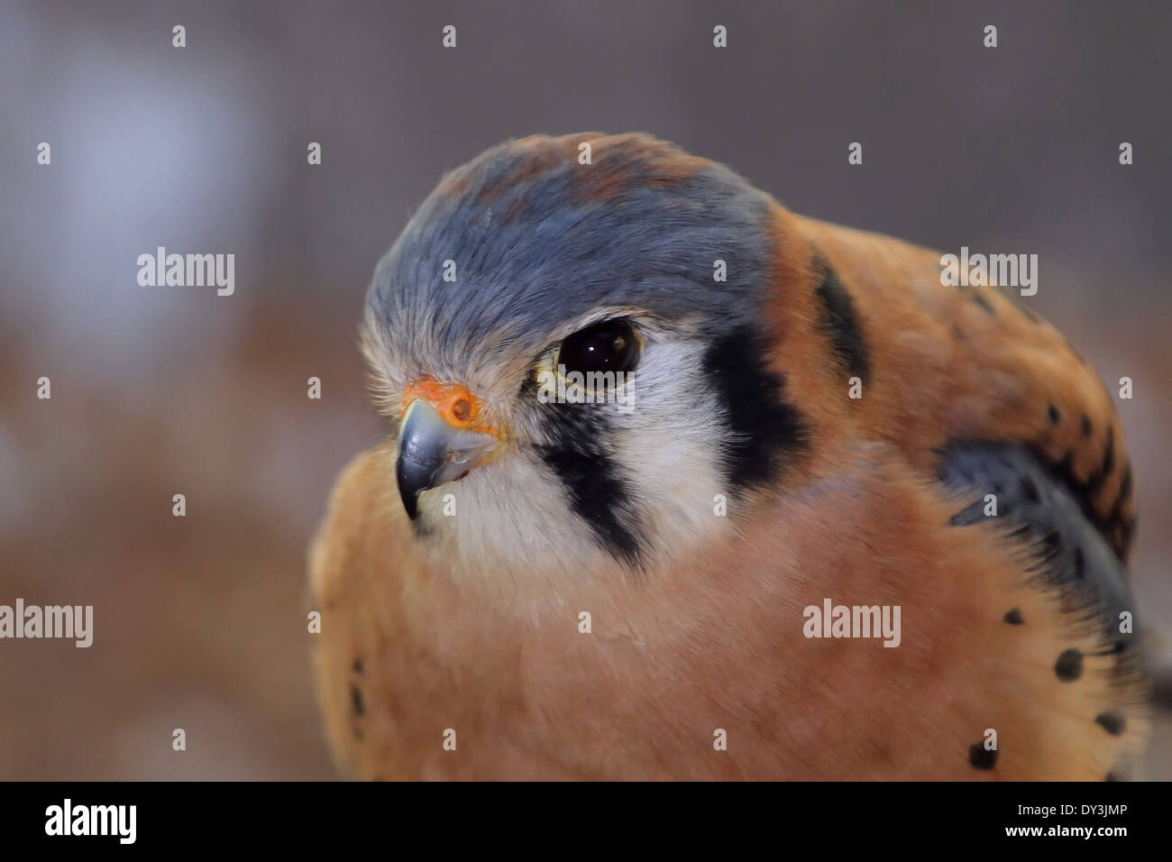 American kestrel eyes hi-res stock photography and images - Alamy