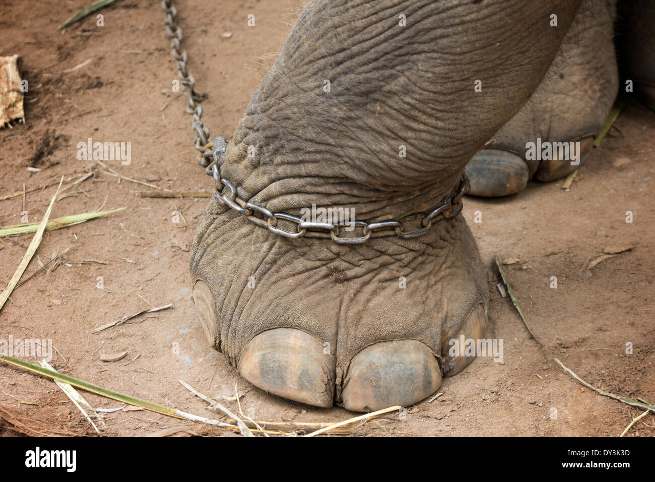 Tied elephant hi-res stock photography and images - Alamy
