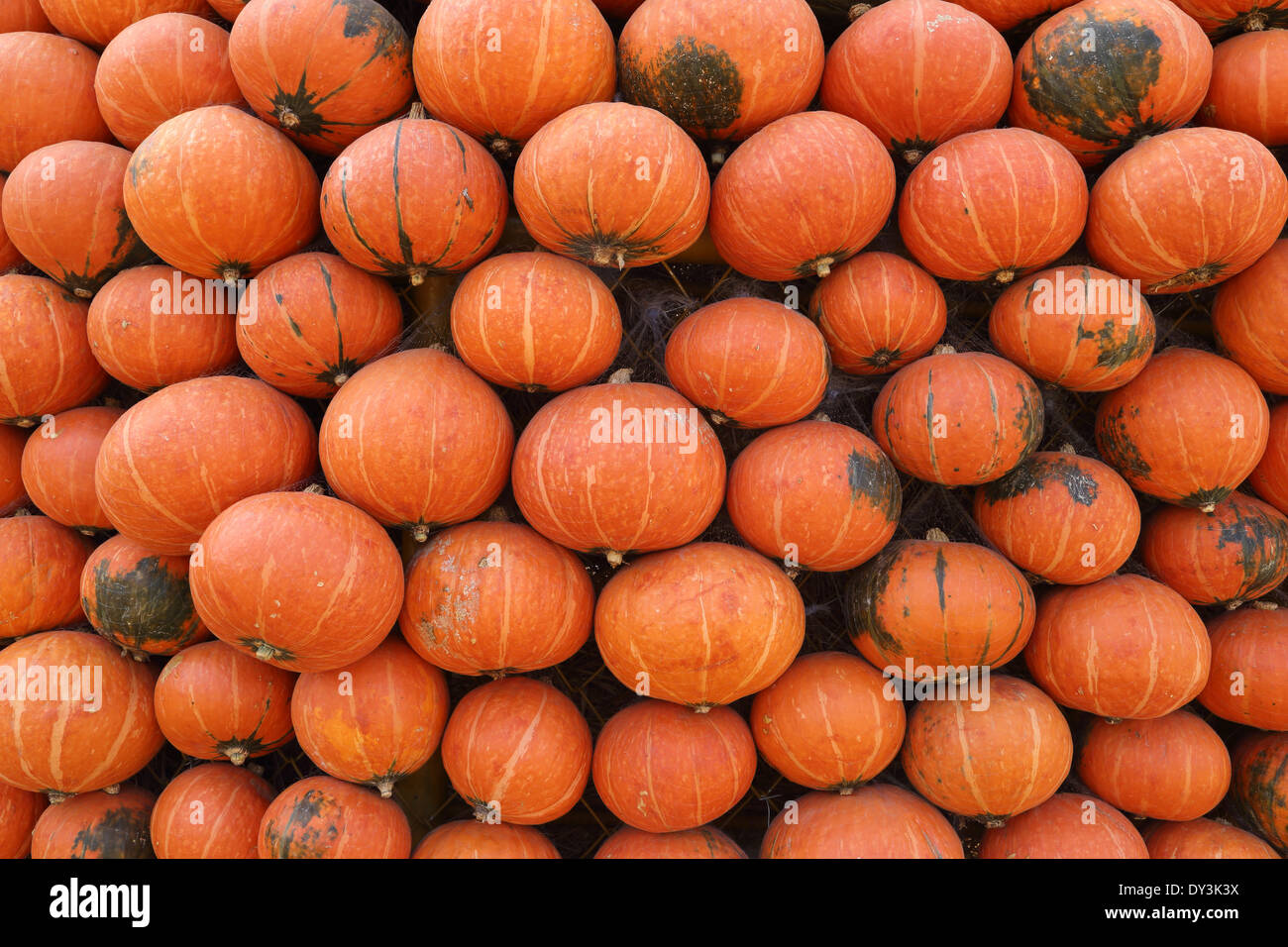 pumpkin texture background Stock Photo - Alamy