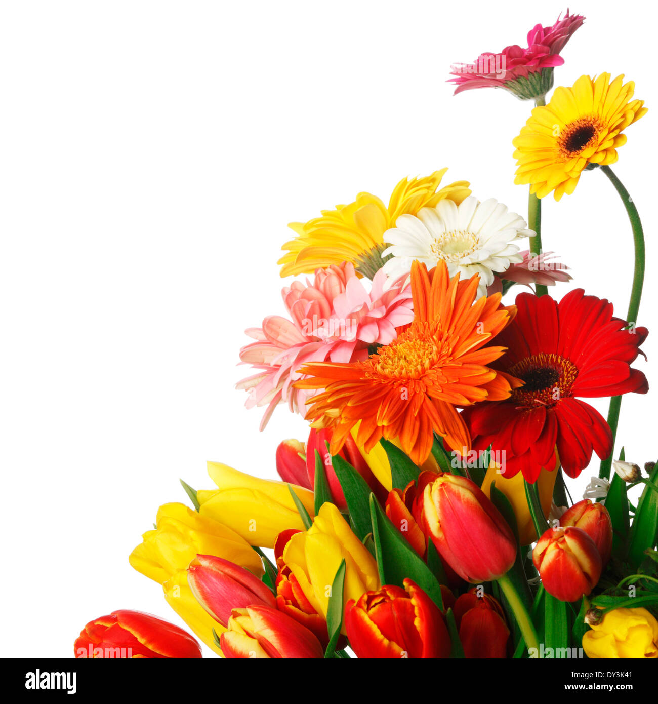 Spring flowers. Tulips and gerbera isolated on white Stock Photo - Alamy