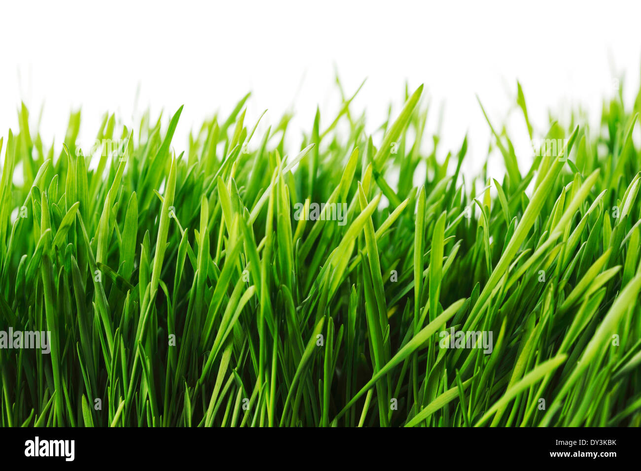 Fresh green spring grass isolated on white background Stock Photo - Alamy