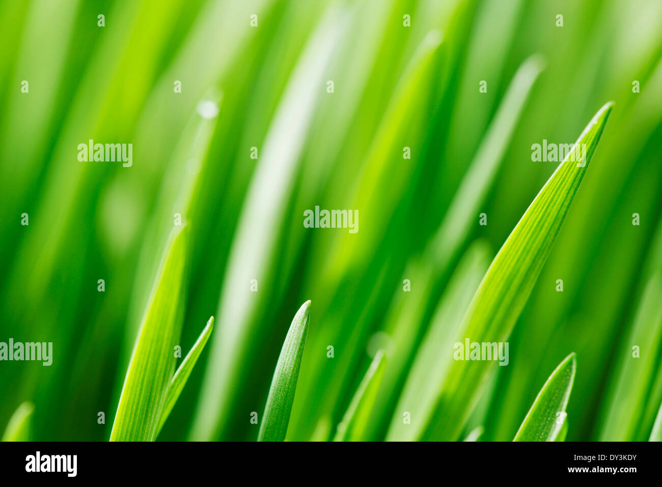 Beautiful spring green grass background macro Stock Photo - Alamy