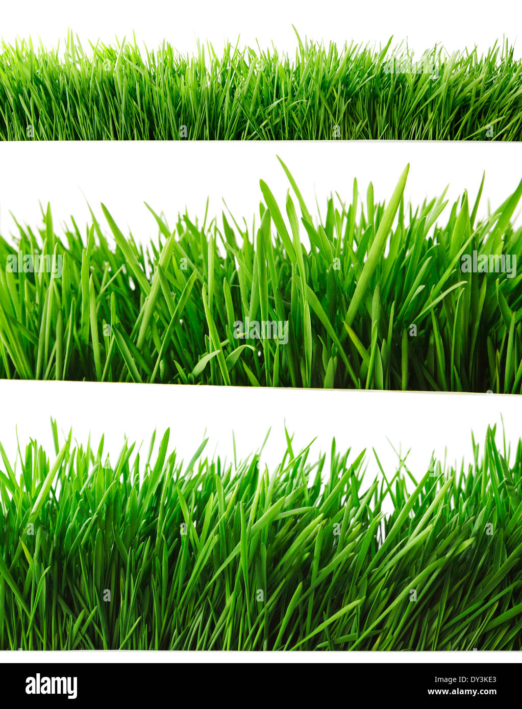 Fresh green spring grass isolated on white background Stock Photo - Alamy