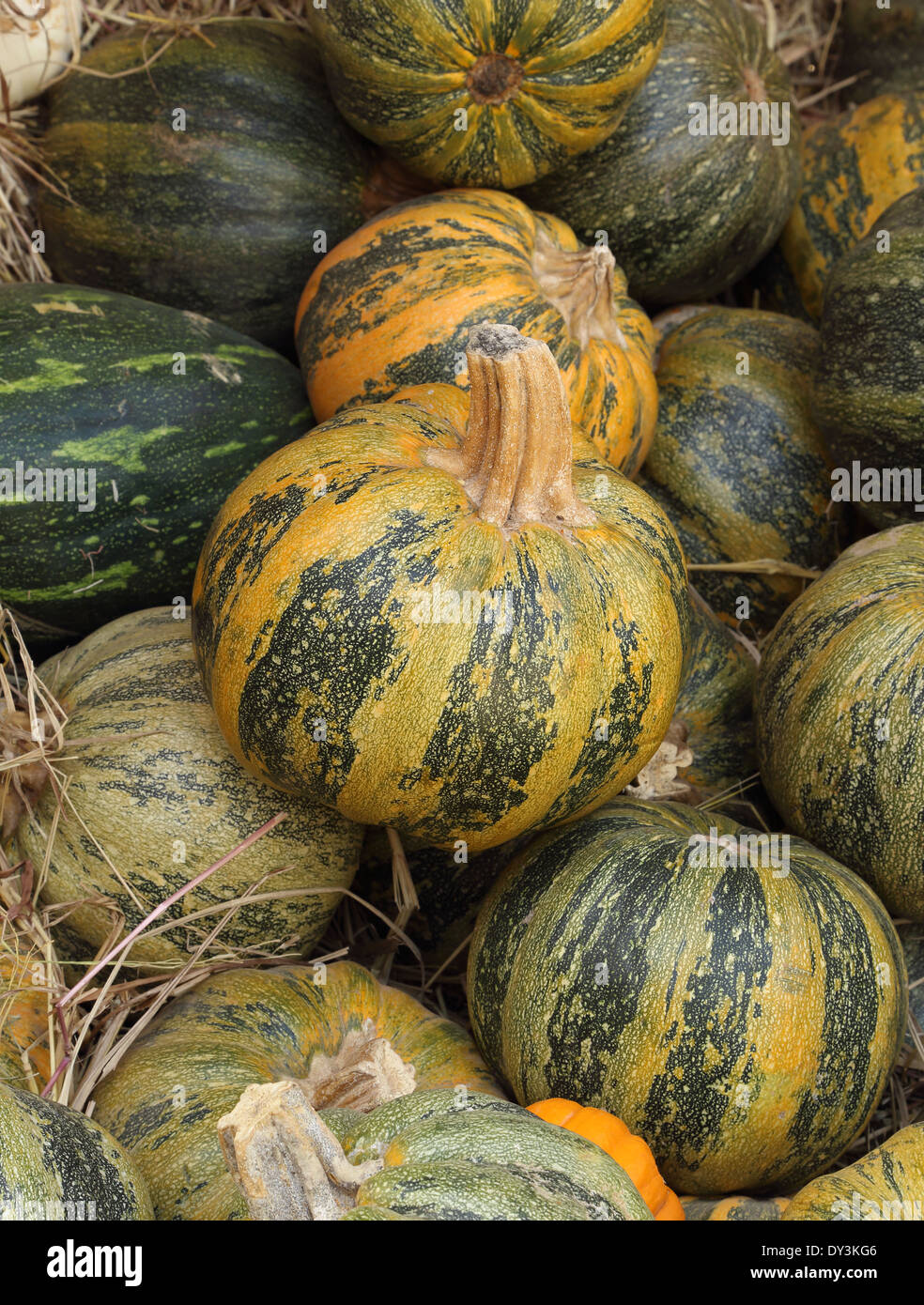 Closeup big green pumpkins hi-res stock photography and images - Alamy