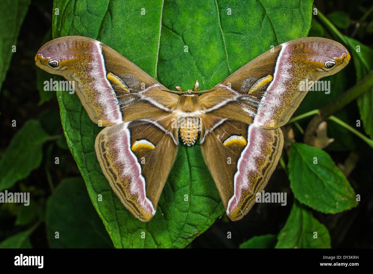 Big green moth hi-res stock photography and images - Alamy