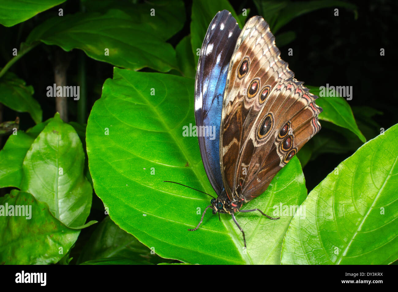 White morpho butterfly nymphalidae hi-res stock photography and images ...