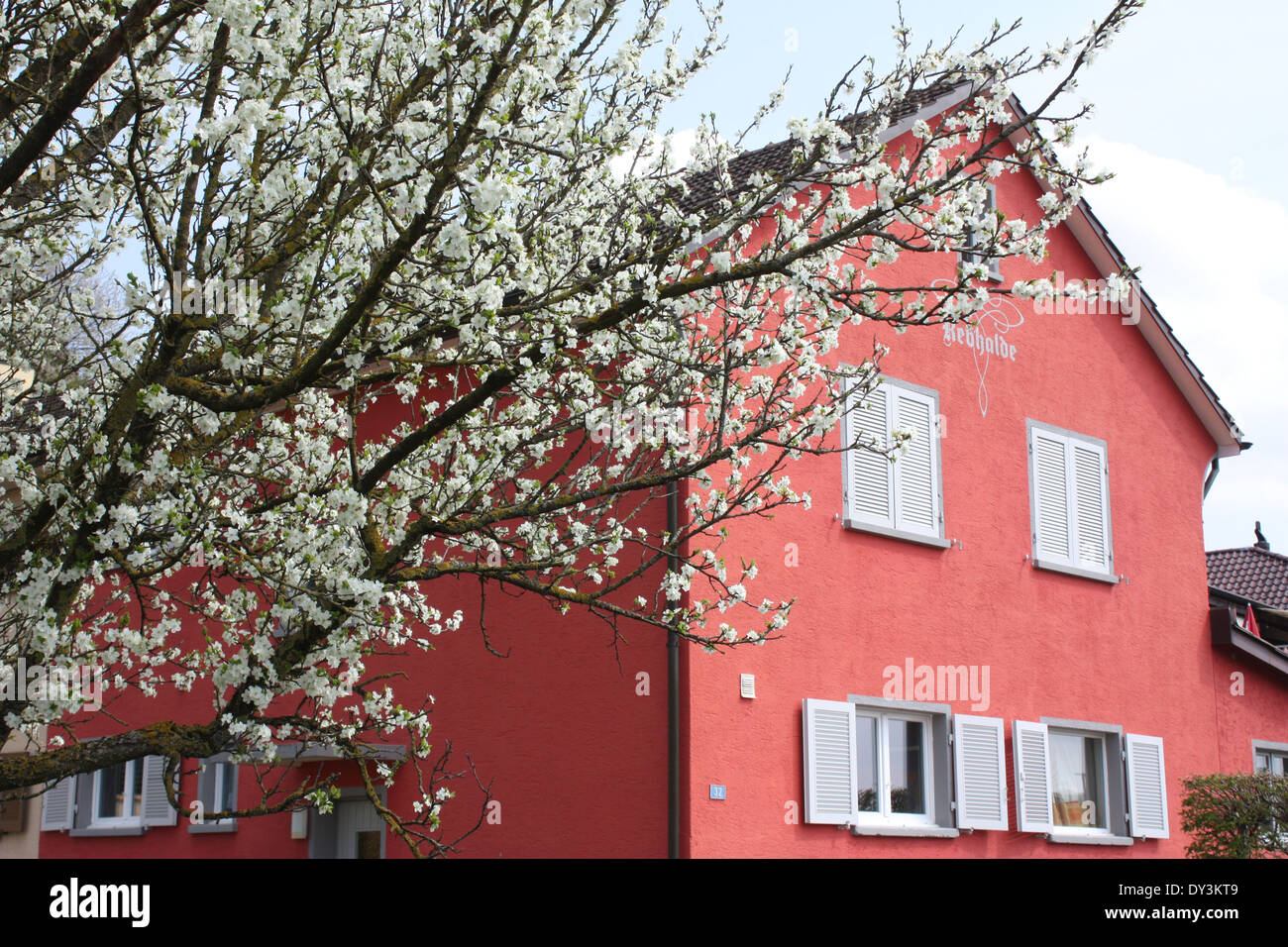 Orange house with spring flowering tree in Switzerland Stock Photo - Alamy