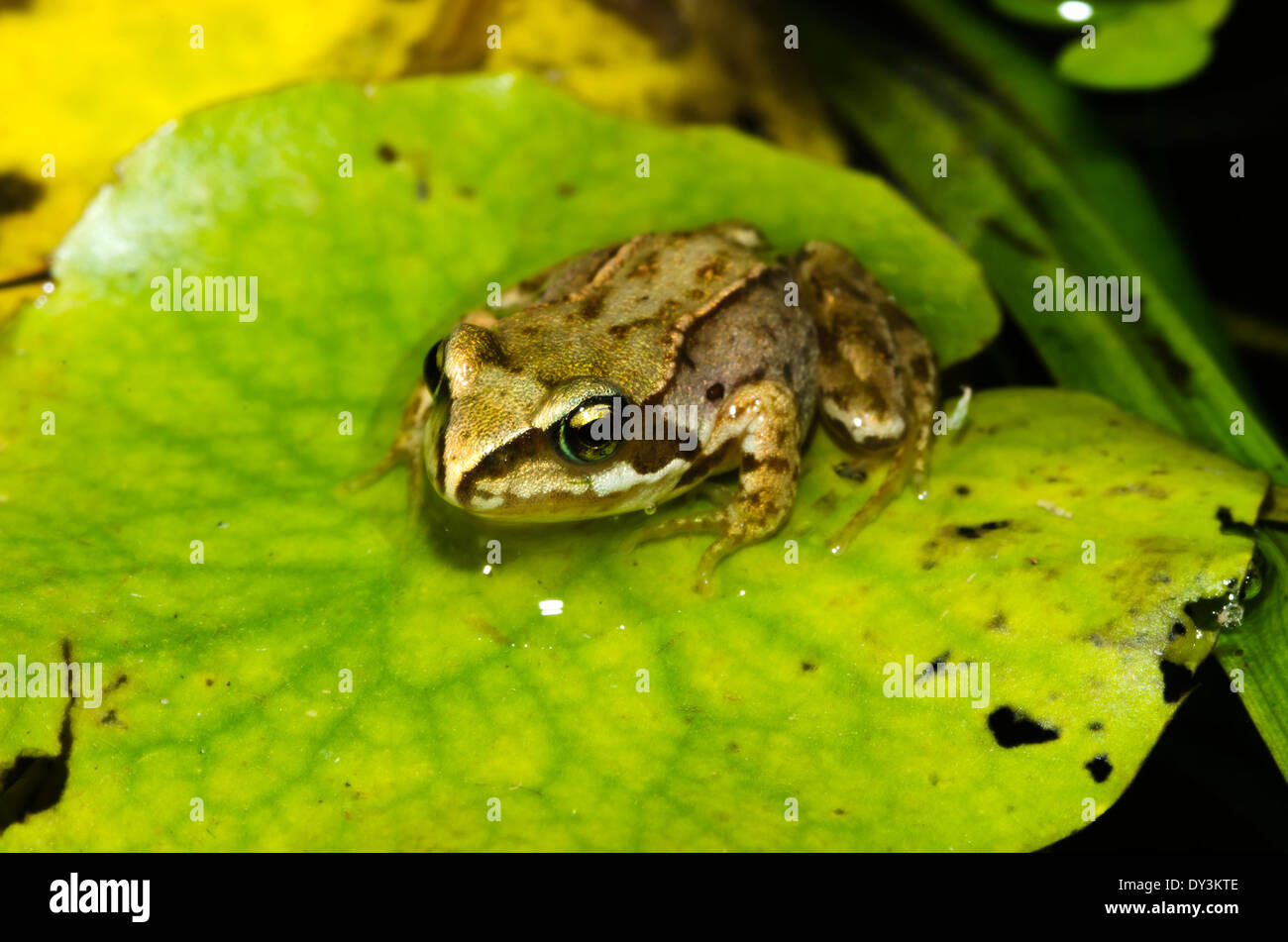 A frog basking in the sun on a lily pad Stock Photo - Alamy