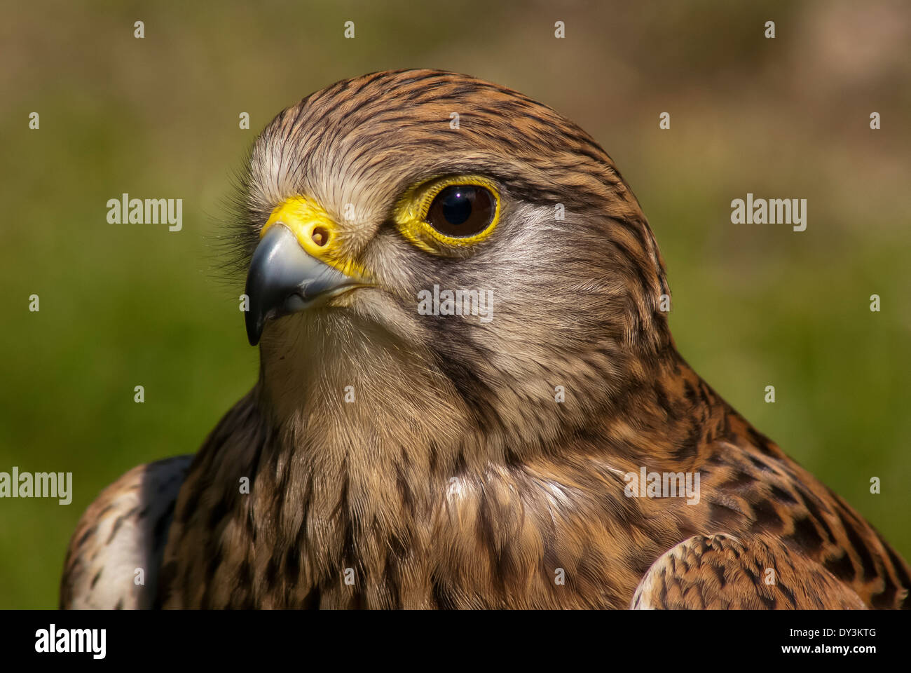 A Peregrine Falcon scanning the horizon for it's prey Stock Photo - Alamy