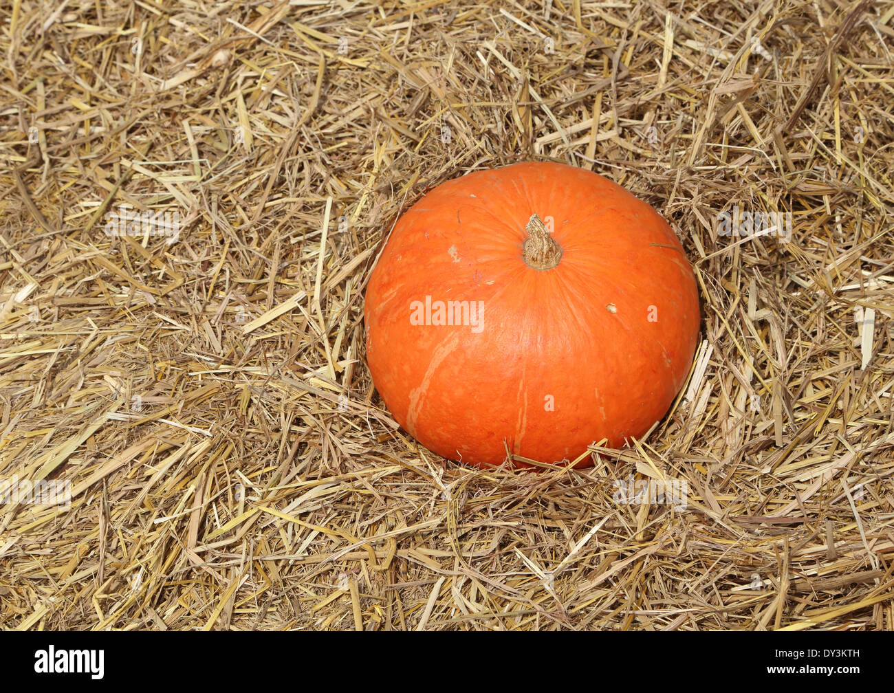 Pumpkin on straw background Stock Photo - Alamy