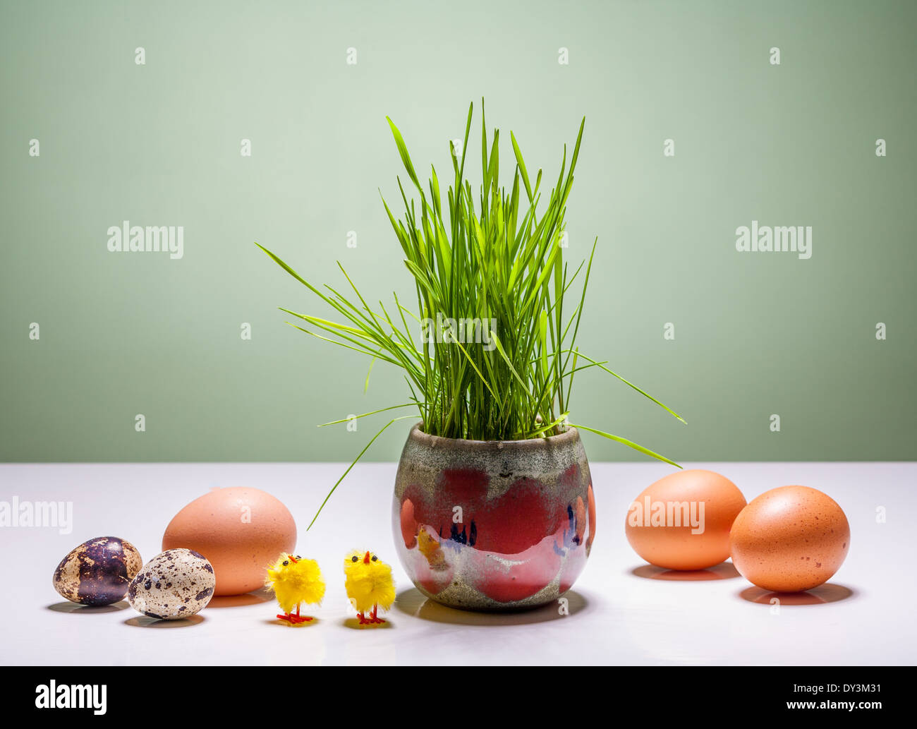 Easter baby chicks baby chickens hi-res stock photography and images ...