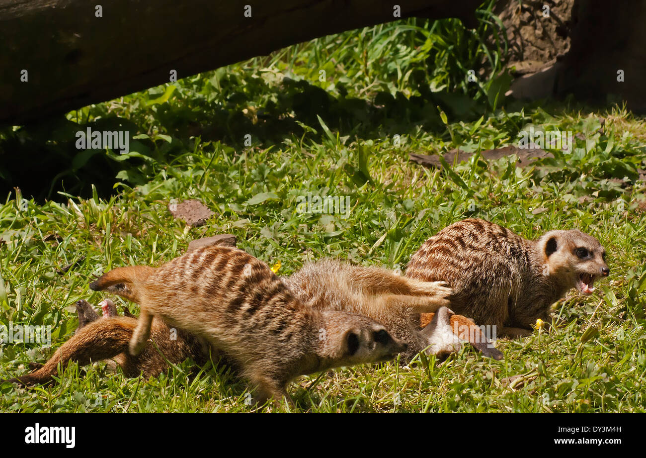 Meerkat in the sun hi-res stock photography and images - Alamy