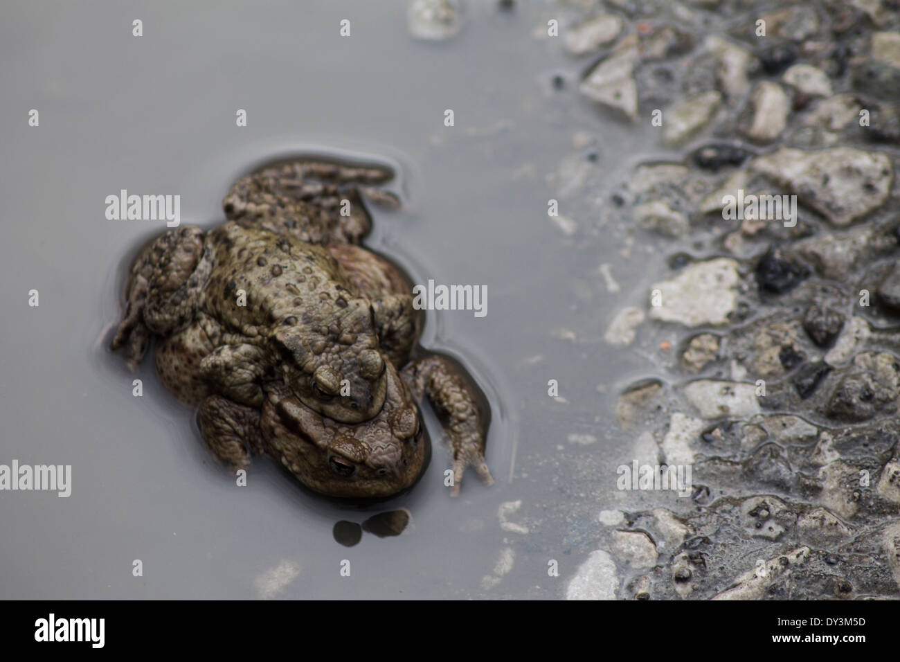 The mother toad and baby Stock Photo - Alamy