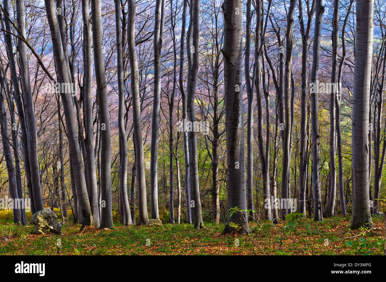 Homolje mountains hi-res stock photography and images - Alamy