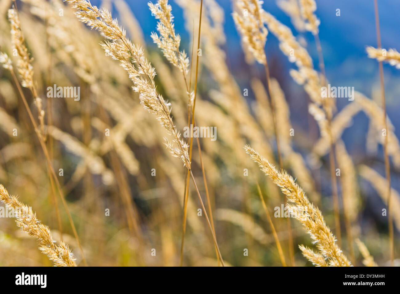 Motion in dry grass close hi-res stock photography and images - Alamy