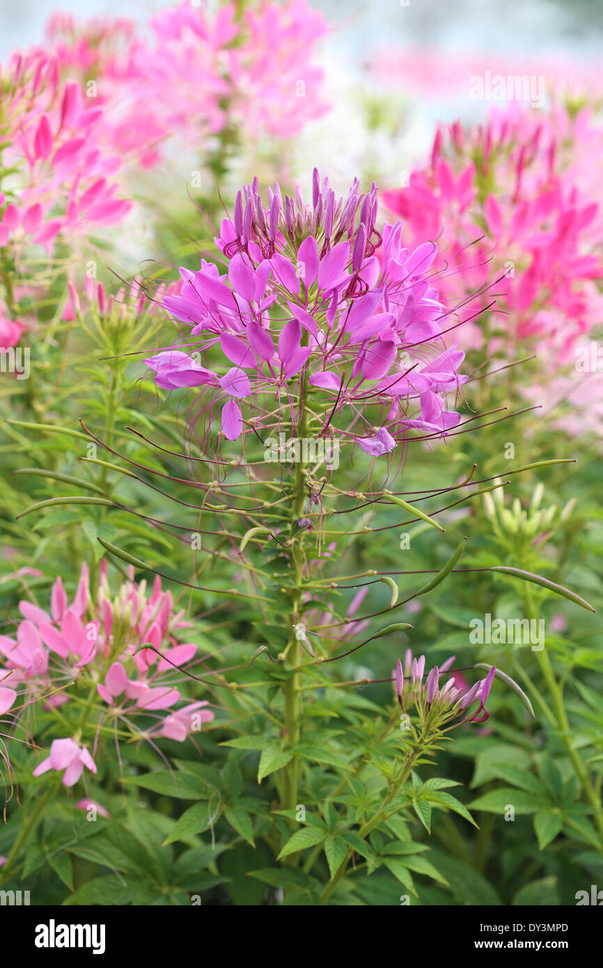 beautiful spider flower in bloom (Cleome hassleriana Stock Photo - Alamy
