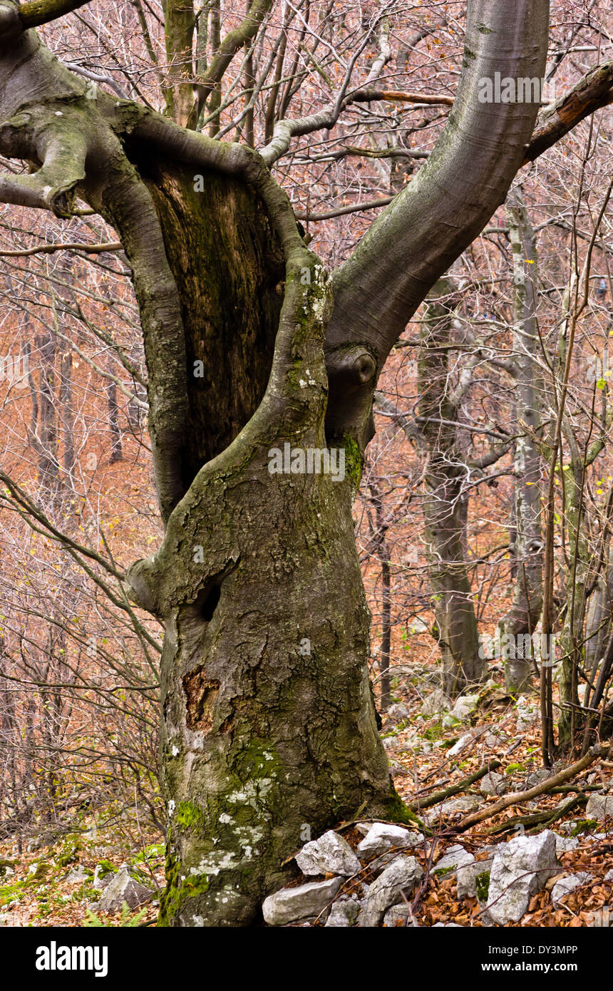 Spooky old tree hi-res stock photography and images - Alamy