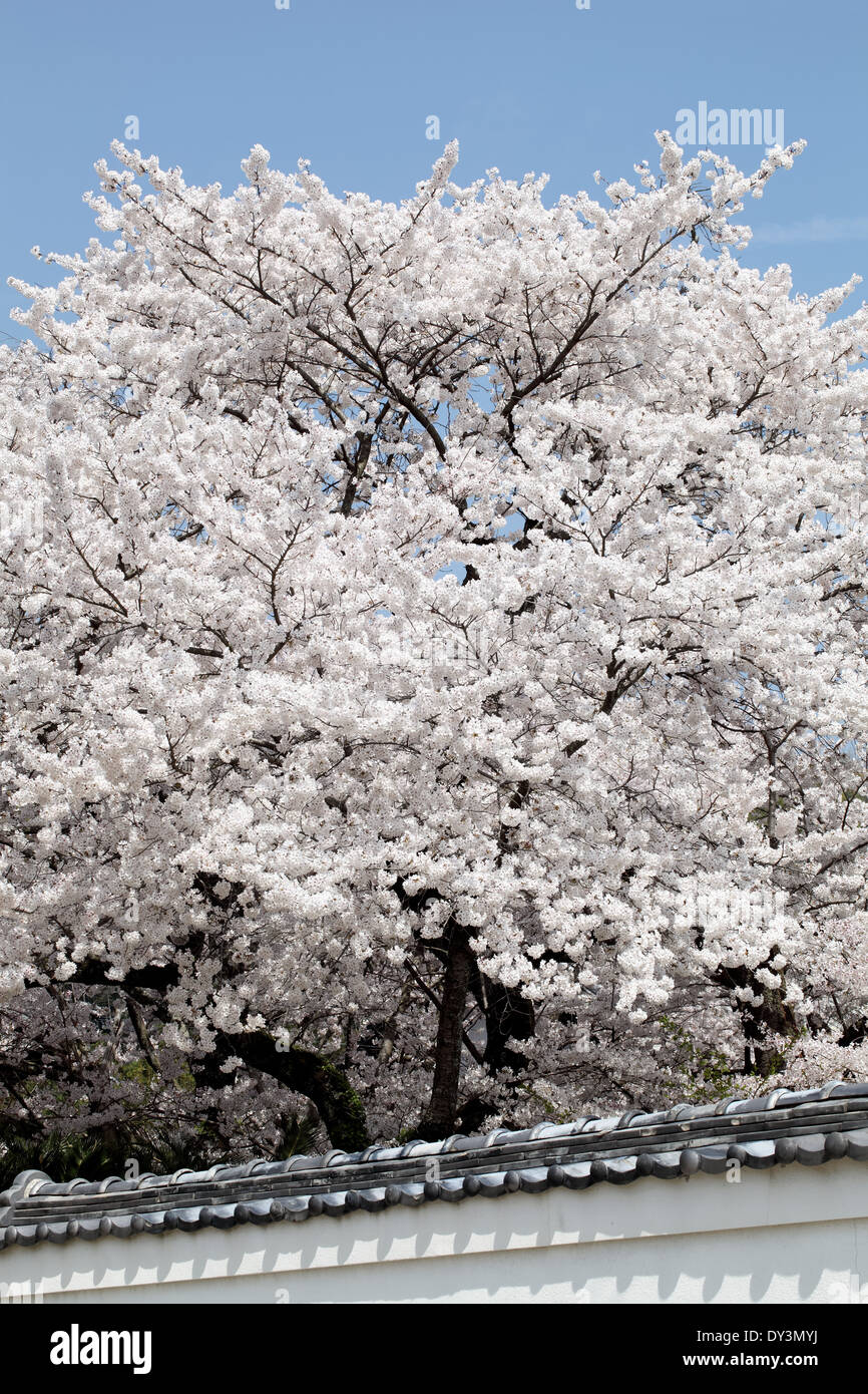 Large flowering cherry blossom tree hi-res stock photography and images - Alamy