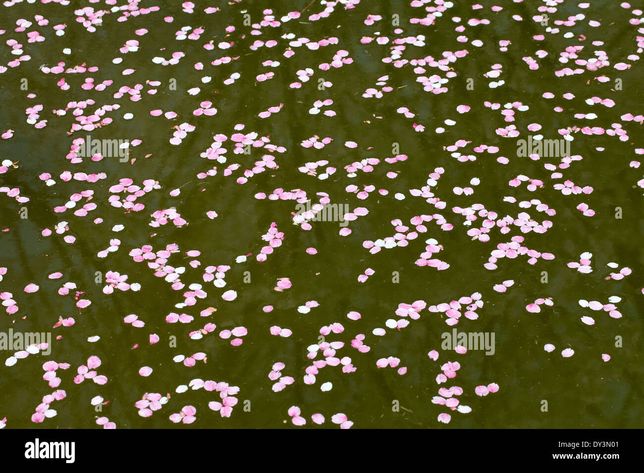 Scatter petals hi-res stock photography and images - Alamy