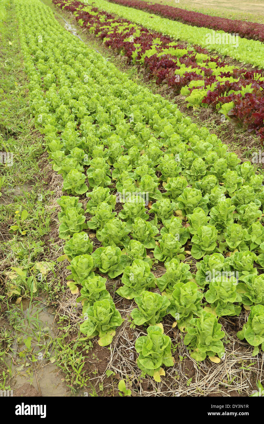 พows of fresh lettuce plants in farm Stock Photo - Alamy