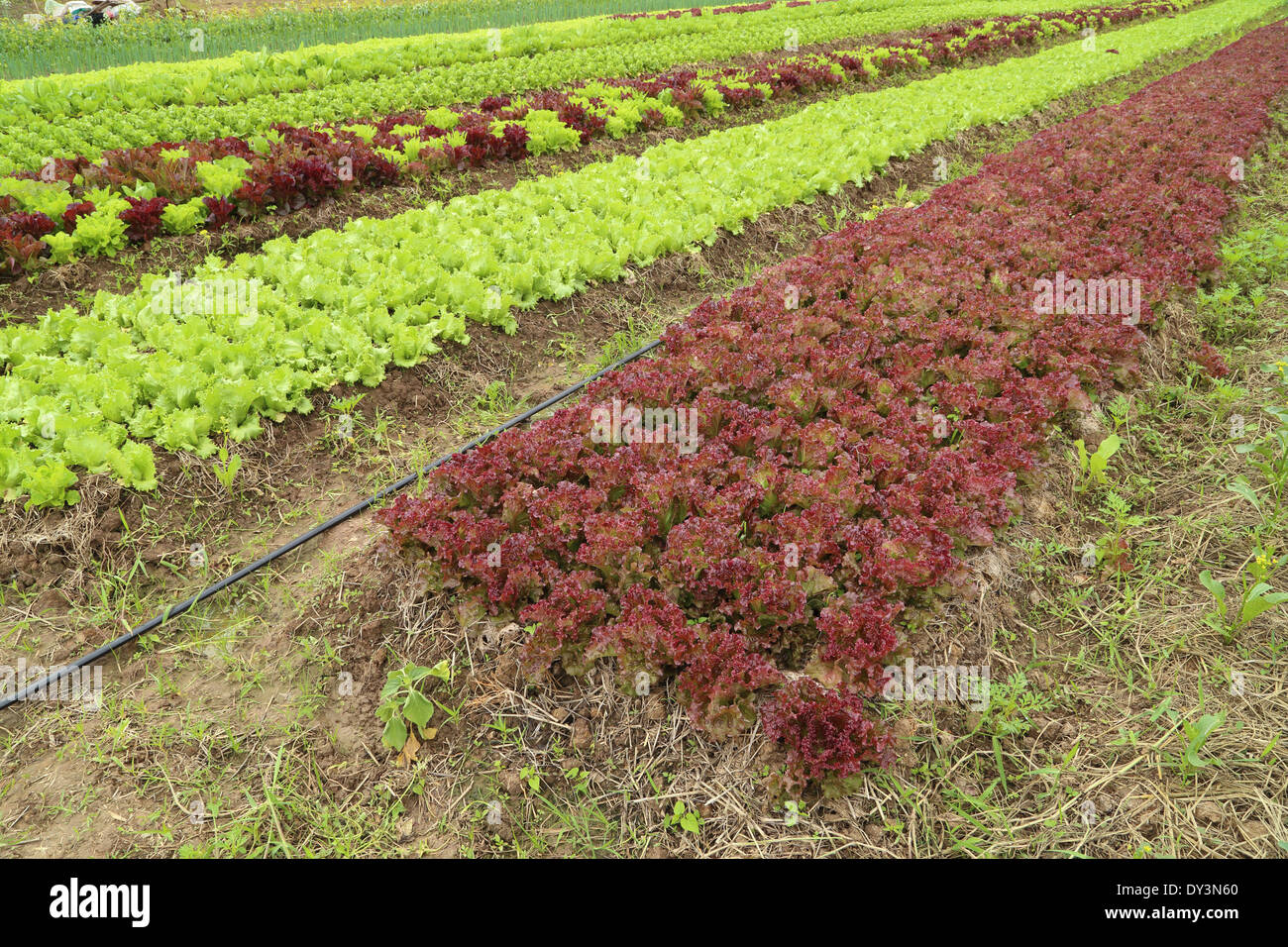 พows of fresh lettuce plants in farm Stock Photo - Alamy