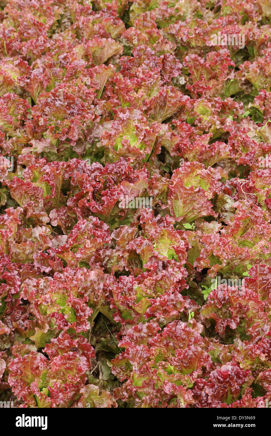Hydroponic vegetable in farm hi-res stock photography and images - Alamy
