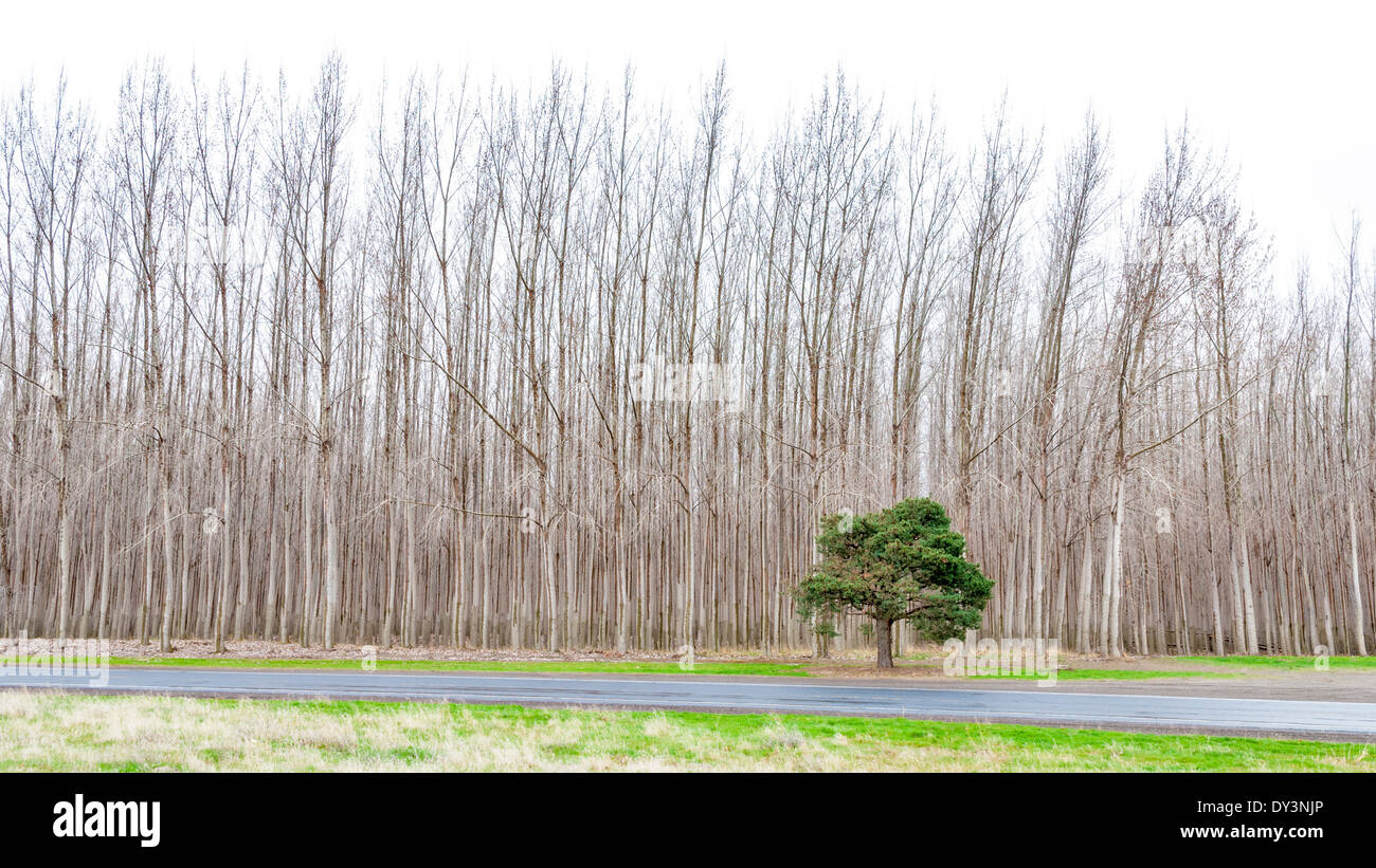 Lone oregon hi-res stock photography and images - Alamy