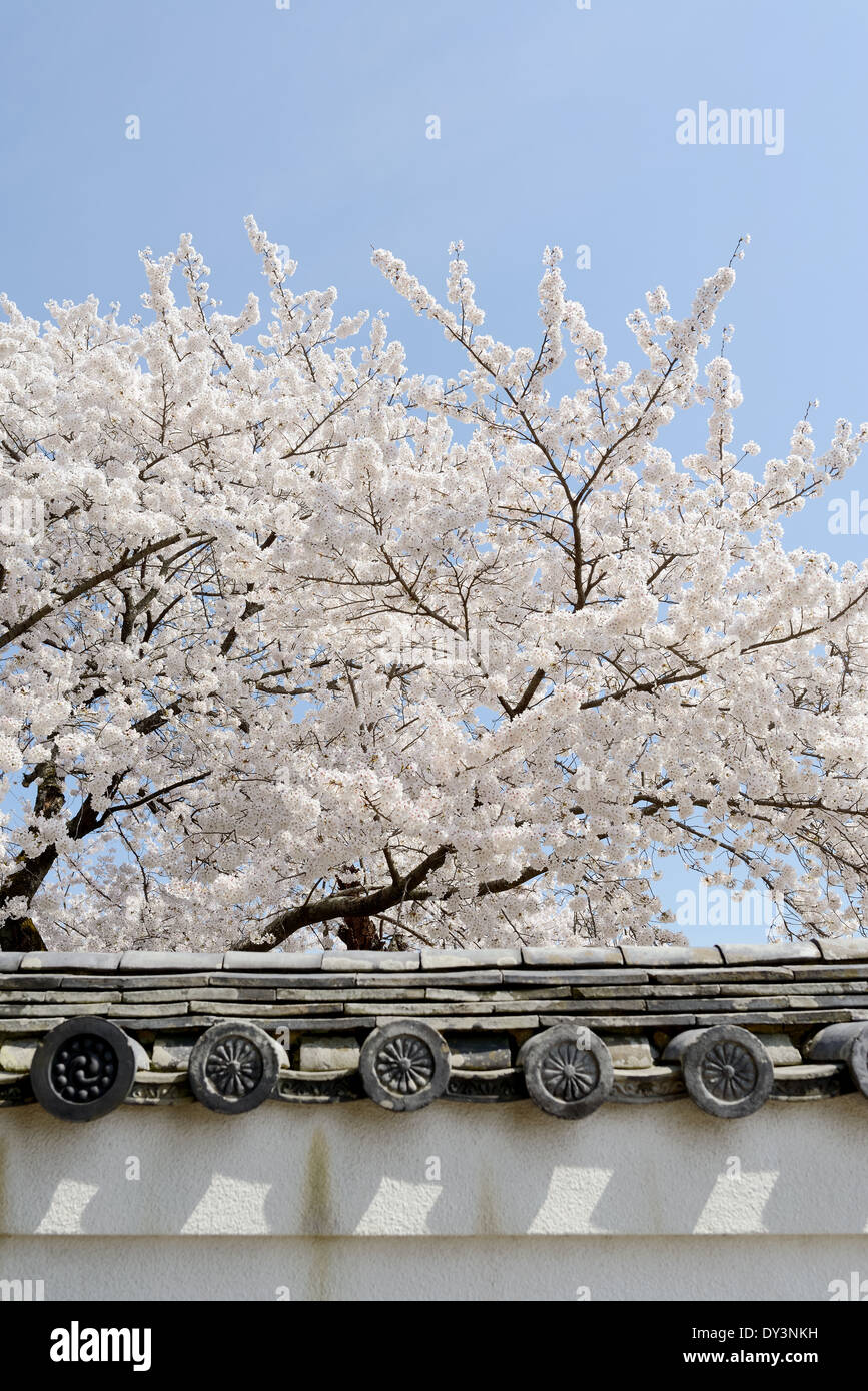 Large flowering cherry blossom tree hi-res stock photography and images ...