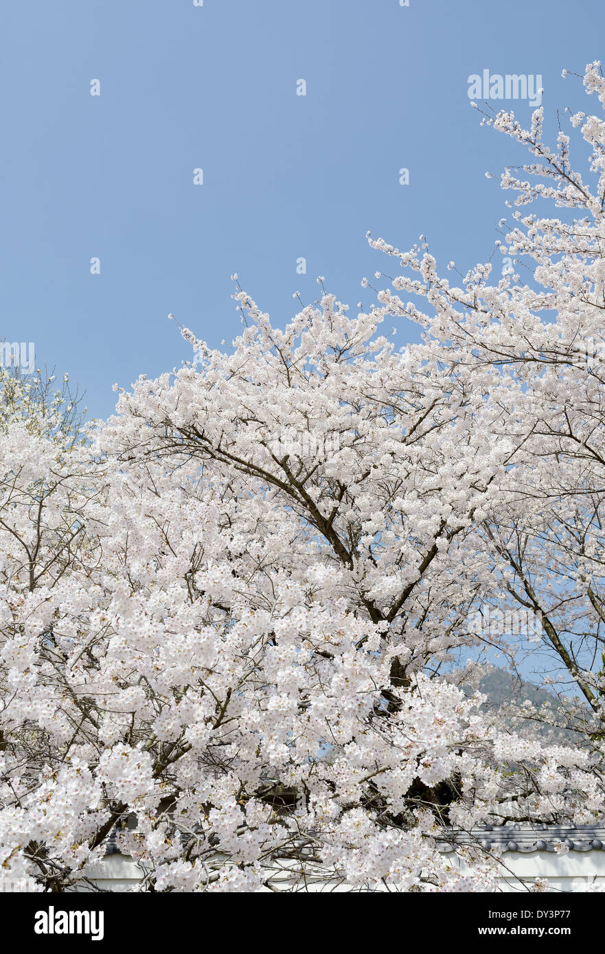 Large flowering cherry tree hi-res stock photography and images - Alamy