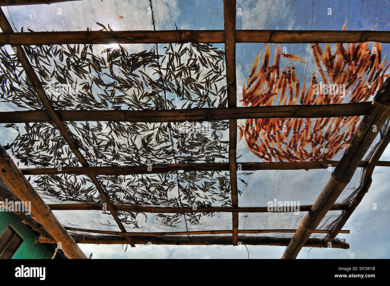 Dryed Salty fish Stock Photo - Alamy