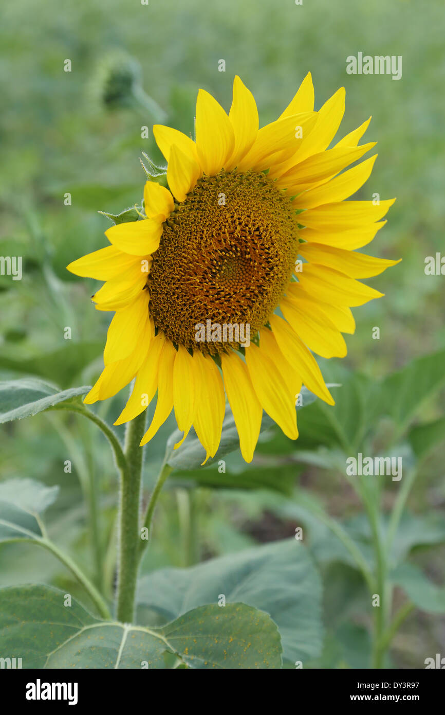 Small sunflower field hi-res stock photography and images - Alamy