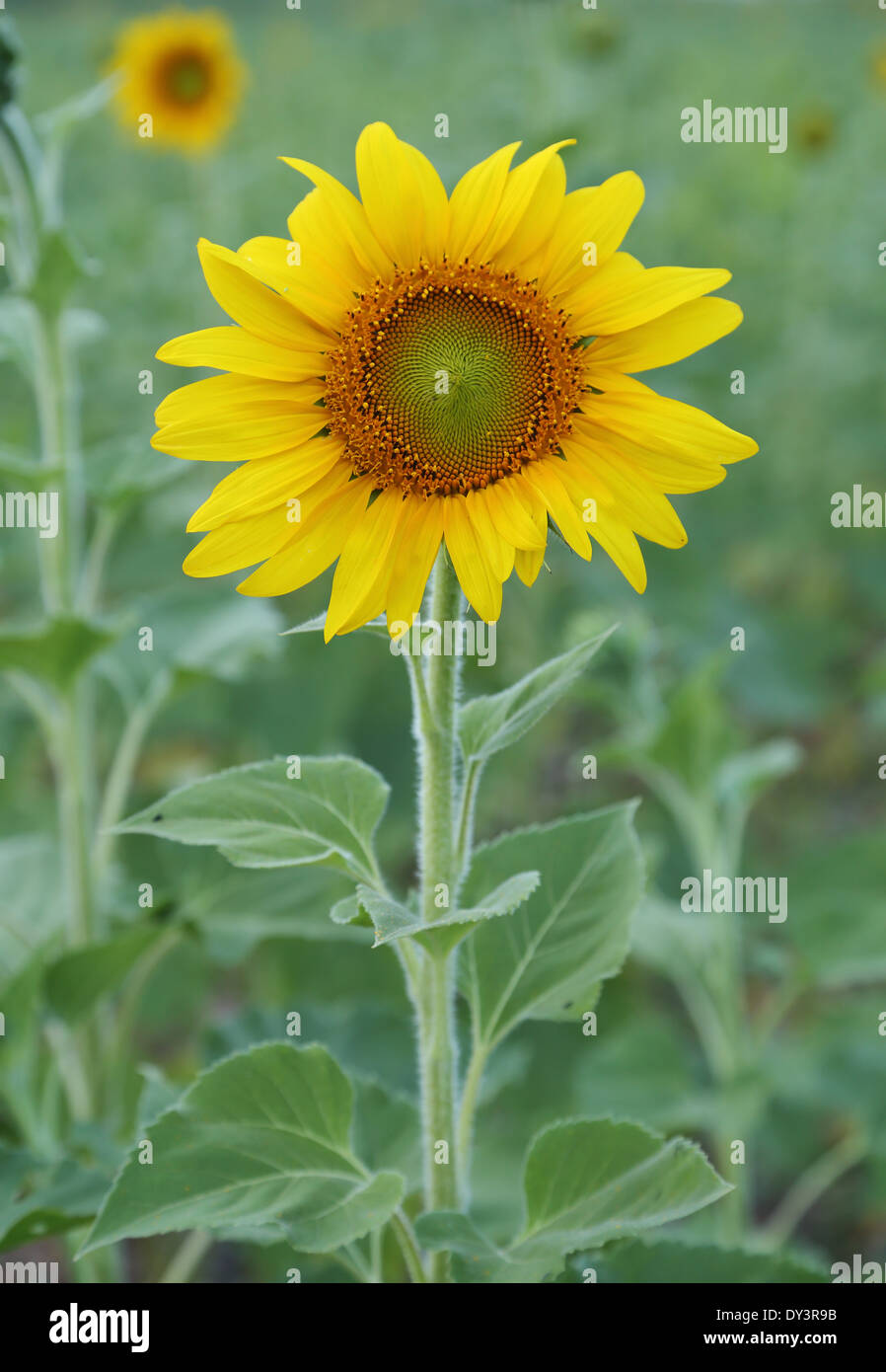 Small sunflower field hi-res stock photography and images - Alamy