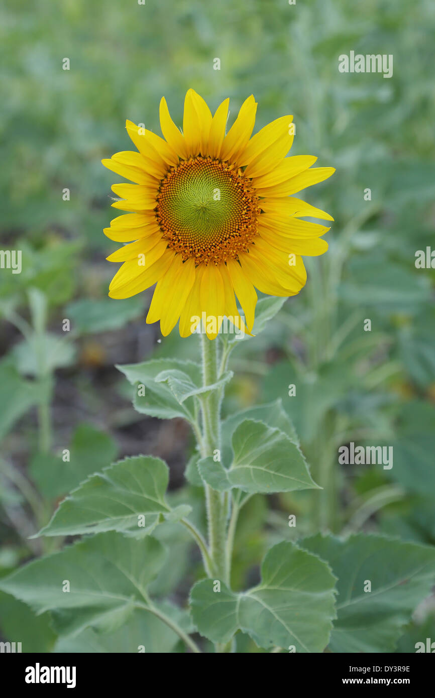 Small sunflower field hi-res stock photography and images - Alamy