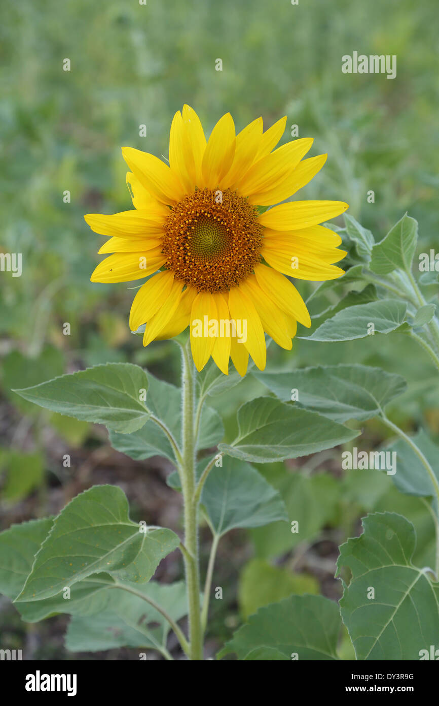 Small sunflower field hi-res stock photography and images - Alamy